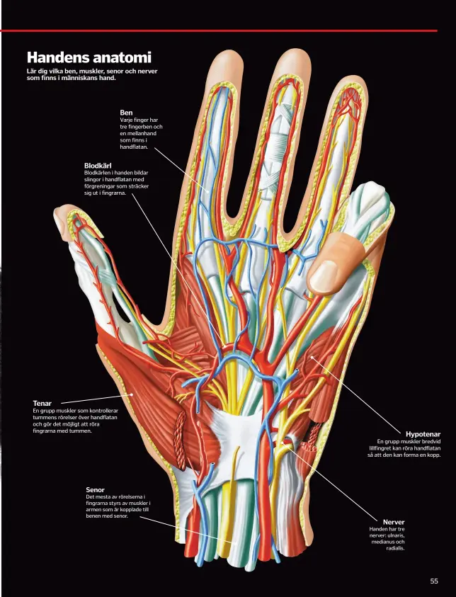 Handens anatomi - PressReader