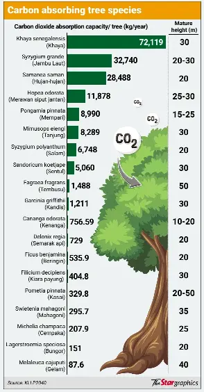 Residents want their say before trees get felled - PressReader