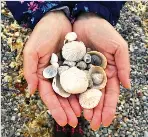 Can you take shells home? - PressReader
