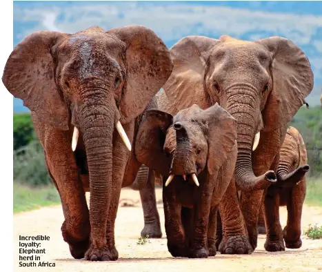 Elephants who mourned my husband - PressReader