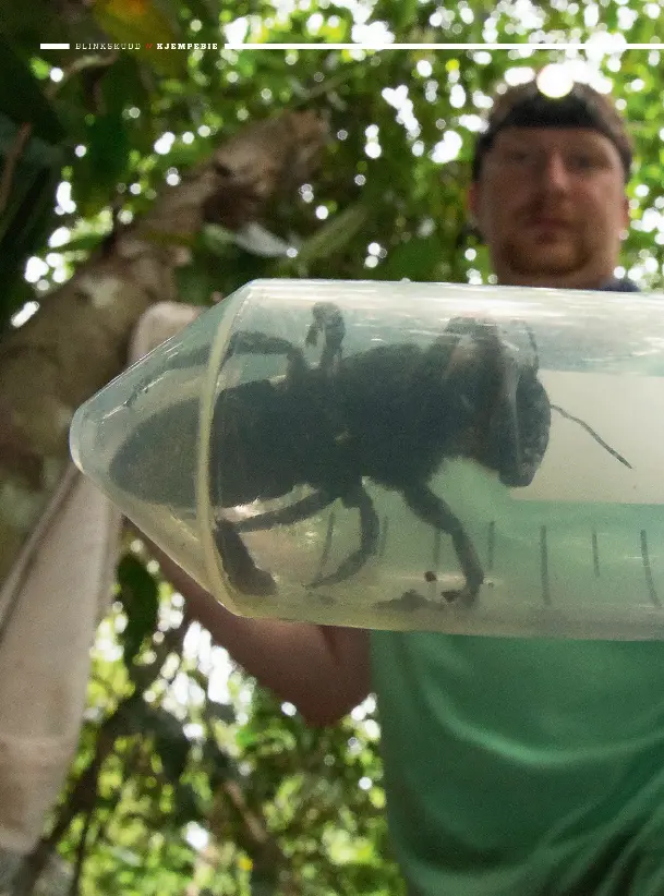 Verdens største bie ligger i krig med termittene - PressReader