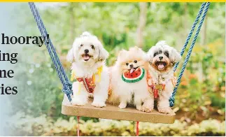 Pet pet hooray! Capturing pawsome memories - PressReader