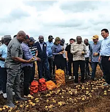 Fazenda colhe 30 mil toneladas de batata rena - PressReader
