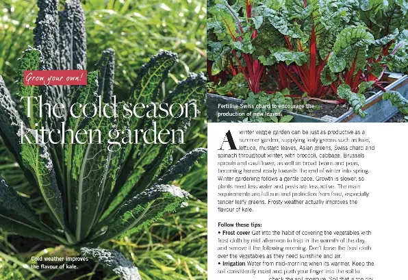 The cold season kitchen garden - PressReader