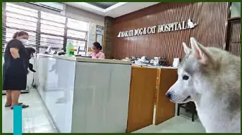 MAKATI DOG AND CAT HOSPITAL - PressReader