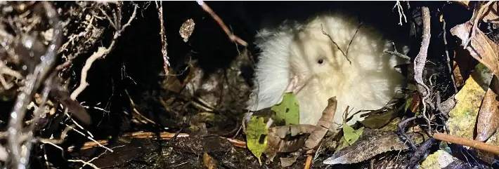 White kiwi is the ‘best dad’ - PressReader