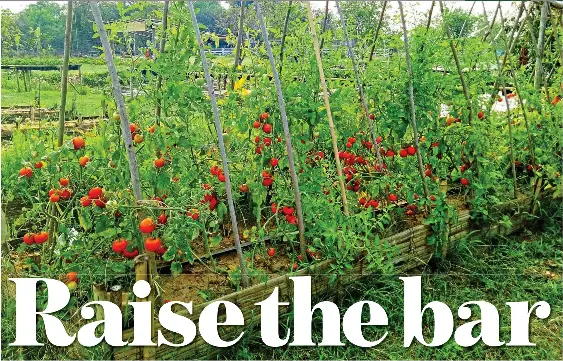 Raise the bar - PressReader