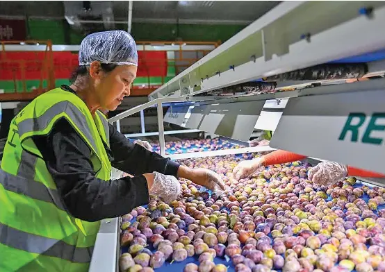 Plum Farming Thrives with New Tech - PressReader