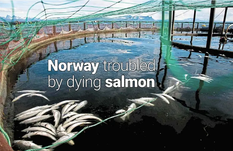 Norway troubled by dying salmon - PressReader