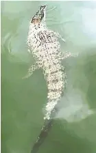 Croc sighting sparks worry among residents - PressReader