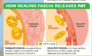 RELEASE TRAPPED FAT - PressReader