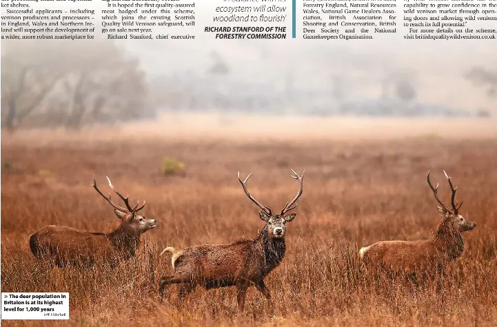 Bid to boost quality wild venison - PressReader