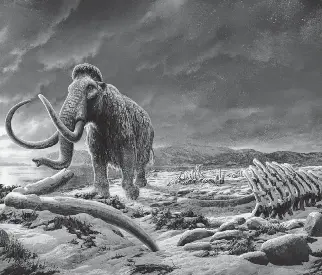 The isolated last stand of the woolly mammoths - PressReader