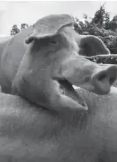 CEBU PROVINCE REMAINS FREE FROM AFRICAN SWINE FEVER - PressReader