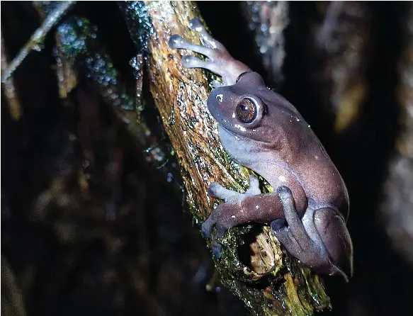 RESEARCHER­S LEAP INTO ACTION TO FIND LONG LOST FROG WITH HELP FROM ABU ...