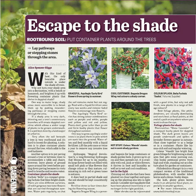 WEscape to the shade - PressReader