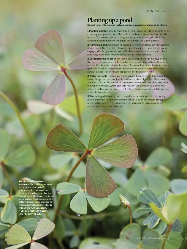 Planting up a pond - PressReader