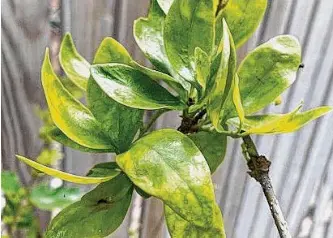 Insect chewing off leaves; worms slithering on porch - PressReader