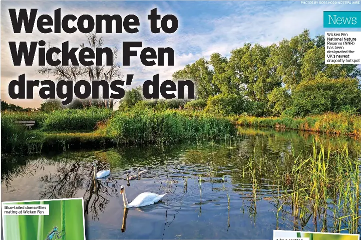 Welcome to Wicken Fen dragons’ den - PressReader