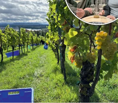 GRASWURZEL­EVOLUTION - PressReader