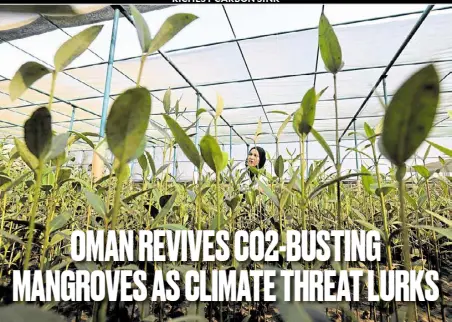 OMAN REVIVES CO2-BUSTING MANGROVES AS CLIMATE THREAT LURKS - PressReader