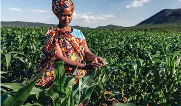 Dry weather hits Southern Africa’s farmers, putting key maize supplies at risk - PressReader