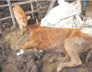 Neglected cows are killed after being deemed danger to public - PressReader