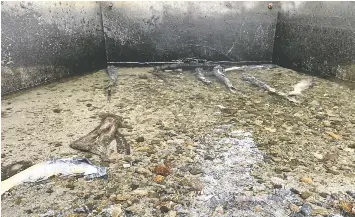 Culvert not blocking salmon from going up creek to spawn, says DFO ...