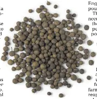 Lament of a pimento farmer - PressReader