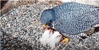 2 new falcon chicks hatch at UC Berkeley - PressReader