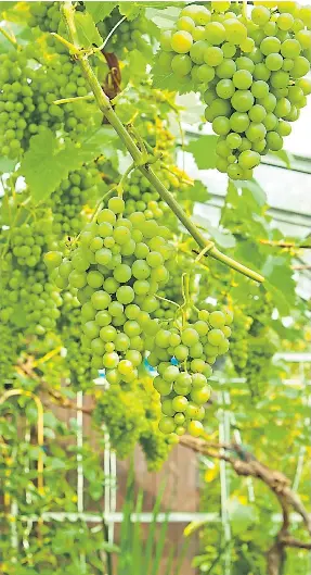 How to grow your own grapes in Scotland (yes, really). - PressReader
