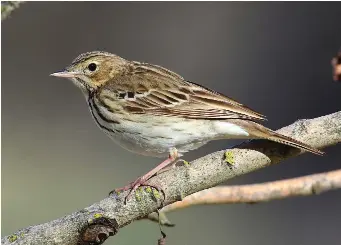 Basic Principles - PressReader