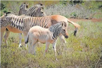 Vergelegen Wine Estate’s rare Rau quagga babies - PressReader