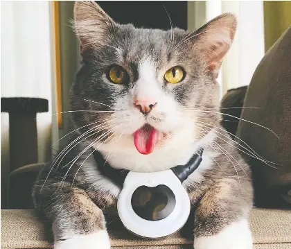 ONE FORTUNATE FELINE - PressReader