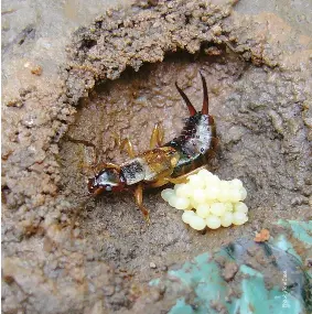 Facts about earwigs - PressReader
