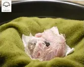 METRO BRIEFS - PressReader