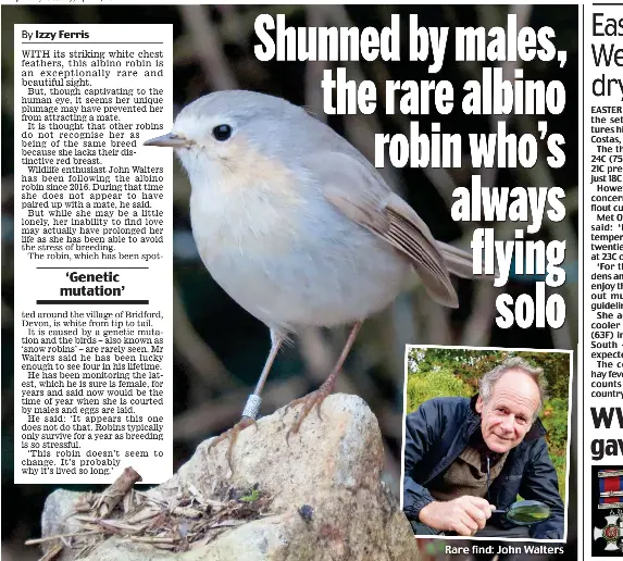 Shunned by males, the rare albino robin who’s always flying solo ...