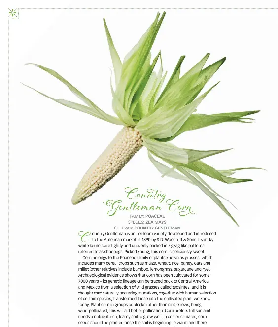 Country Gentlemen Corn - PressReader