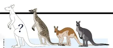 New roos bounce back from the past - PressReader