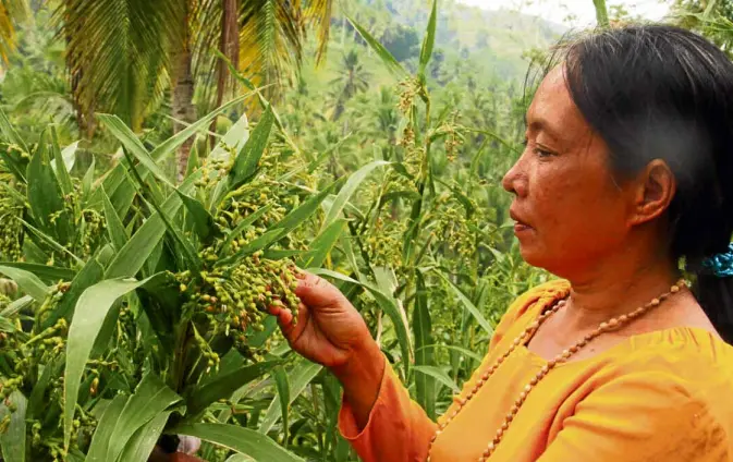 A substitute staple called adlai - PressReader