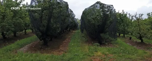 Loose, draped shade netting: A cheaper way to protect fruit from ...