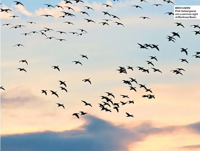 FLOCKING TOGETHER - PressReader