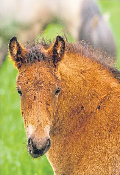 Bairds’ Highland ponies are a fixture at Ingliston - PressReader