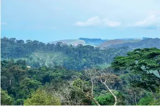 Reserva Florestal de Cacongo - PressReader