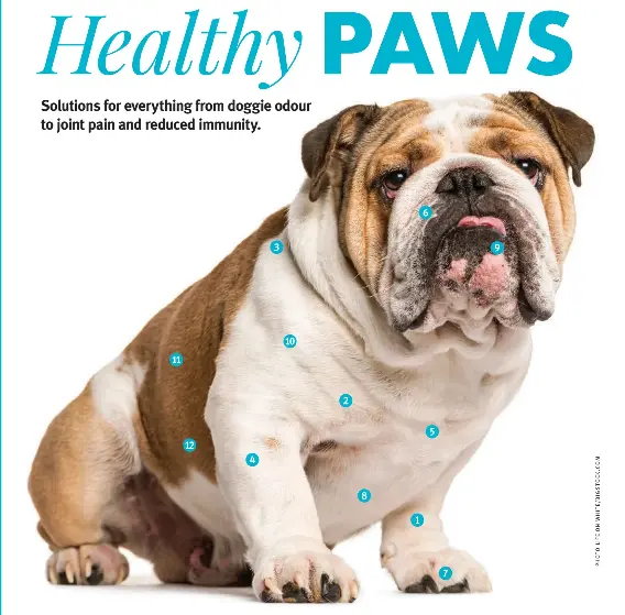Healthy Paws - PressReader
