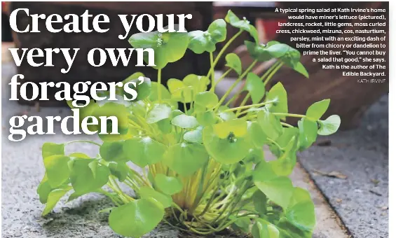 Create your very own foragers’ garden - PressReader