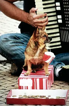 Meet trad music’s MAIN SQUEEZE - PressReader