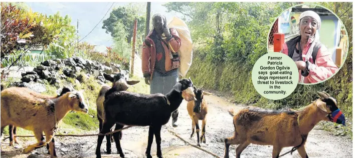 Dogs threaten goat farmer’s livelihood - PressReader