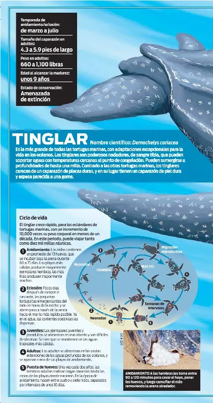 TINGLAR - PressReader