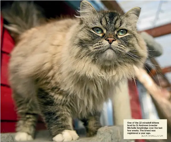 Miradolls a unique kitten type - PressReader